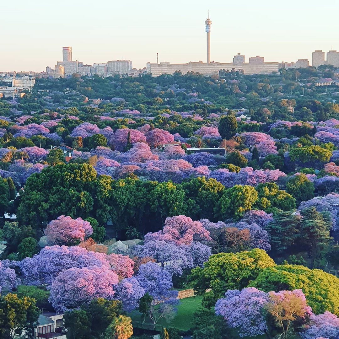 Gauteng’s jacaranda splendour in 25 stunning pictures – Johannesburg In ...