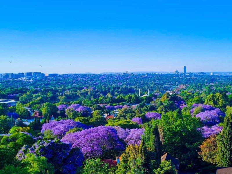 Gauteng’s jacaranda splendour in 25 stunning pictures – Johannesburg In ...